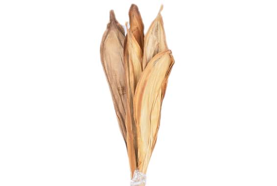Buttle Cover, planta uscata | H50-55cm | 5 buc | Floro